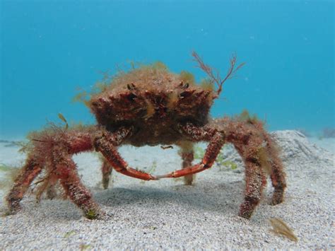 Red Claw Crab Habitat Feeding And Tank Compatibility