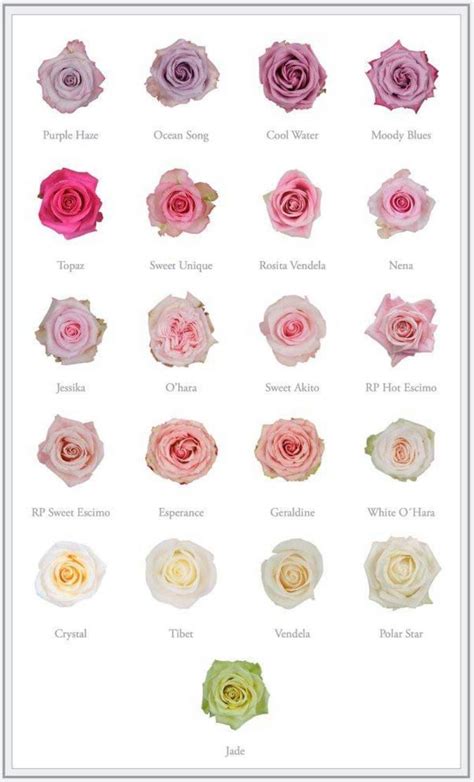22 Rose Color Meanings What Does Each Shade Symbolize Artofit