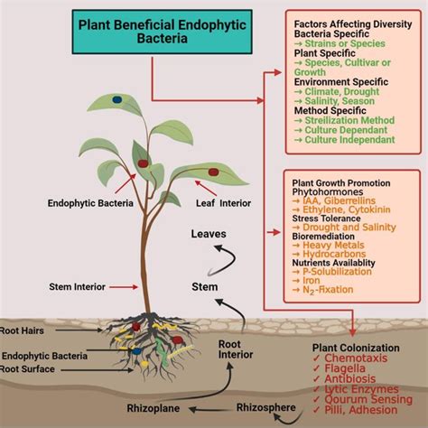 Pdf Role Of Endophytic Bacteria In Salinity Stress Amelioration By