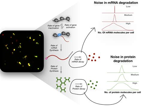 Regulation Of Noise In Gene Expression