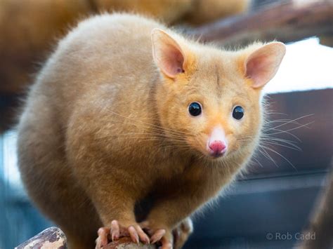 Golden Brush Tailed Possum