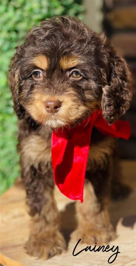 Lainey Chocolate Tri Cockapoo Girl Platinum Goldendoodles