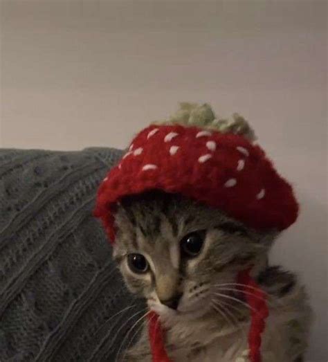 Cat Strawberry Hat Icon Pfp Cute Strawberry Cats Cat Memes