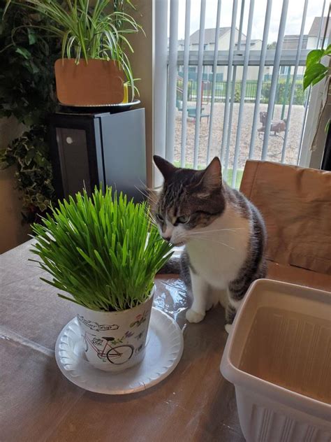 Can A Human Eat Grass To Avoid Starving If So How Long Would It Keep
