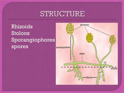 Fungi World Ppt Download