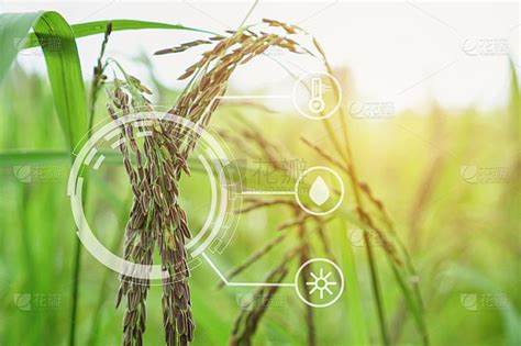 稻田和水田种子农业分析数据和视觉图标。