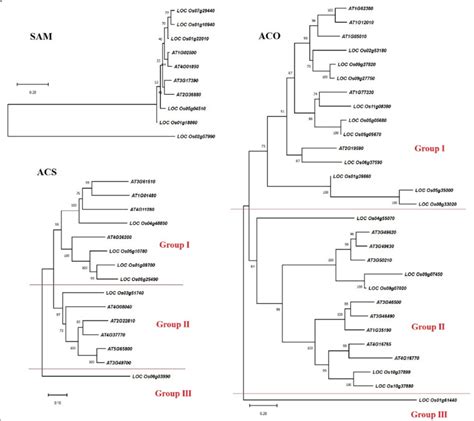 Phylogenetic Analysis Of Methionine Adenosyltransferase Sam