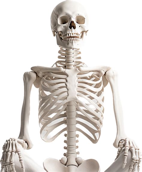 Skeleton With 26773801 Png