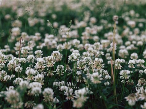 Upper Midwest Lawn Alternatives Lawn Options For East North Central