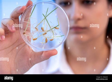 Food Quality Inspection Laboratory Young Woman Examine Wheat Sprouts