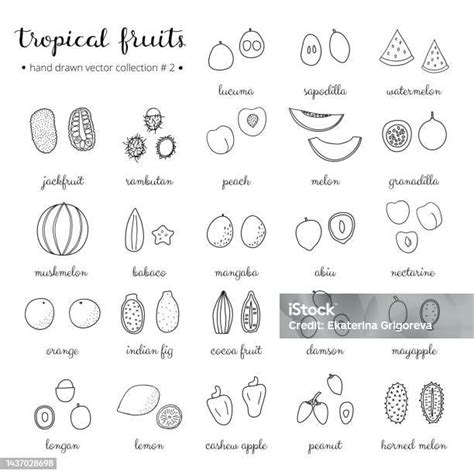 Hand Drawn Tropical Fruits Set向量圖形及更多人參果圖片 人參果 剪裁圖 印度無花果仙人掌 Istock