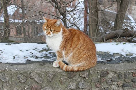 猫 猫科动物 生姜 Pixabay上的免费照片 Pixabay