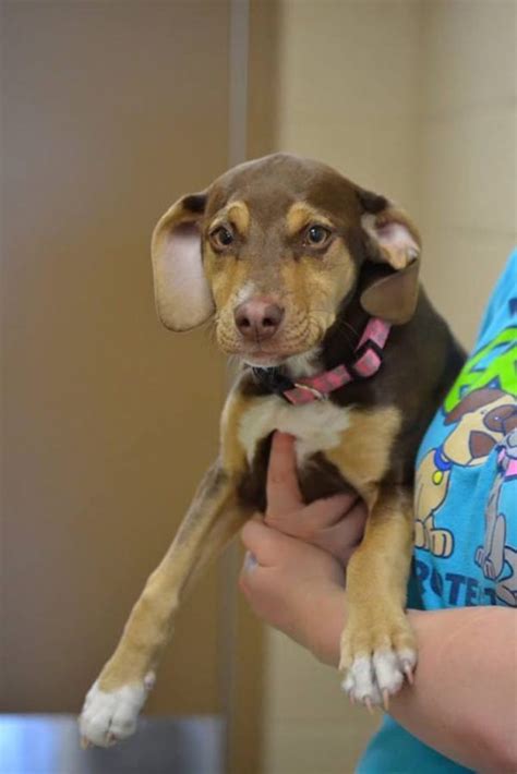 El perro rescatado estaba actuando extrañamente y los condujo hasta una niña de 3 años acostada