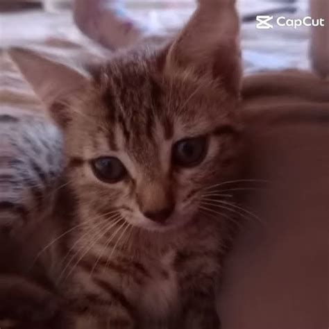 Mis Gatitos 😍 Youtube