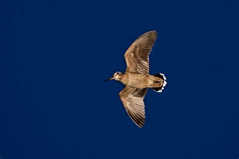 Focus On Eurasian Woodcock Birdguides