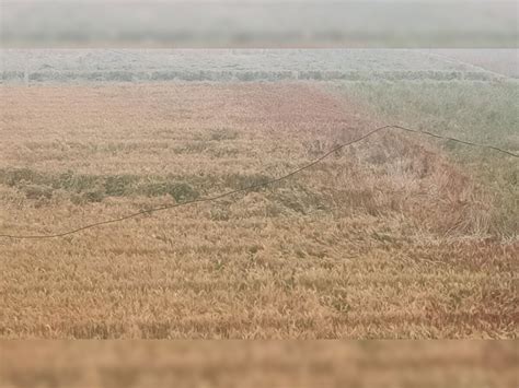 Sawai Madhopur Farmers Crops Destroyed By Unseasonal Rain Hailstorm