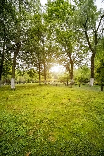 중국 항저우의 웨스트 레이크에 의해 공원의 잔디와 나무 0명에 대한 스톡 사진 및 기타 이미지 0명 2022 Asian