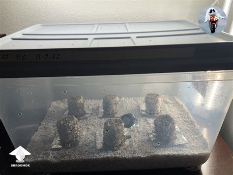 Trying To Grow Some Gts With Pf Tek Is It Normal To Have Only A Few