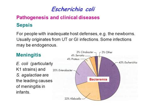 E Coli Sepsis Antibiotics