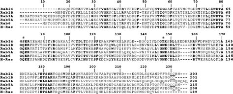 Sequence Alignment Of Rab24 With Other Rab Proteins And Ha Ras Amino