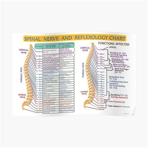 Spinal Nerve And Reflexology Chart Premium Matte Vertical Poster Sold