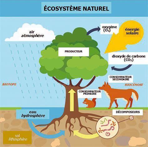 Traduire Lenvironnement Une Question Décosystèmes