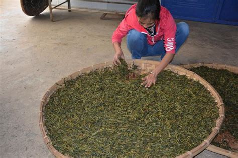 古樹普洱茶易武茶山秋茶開始採摘 每日頭條