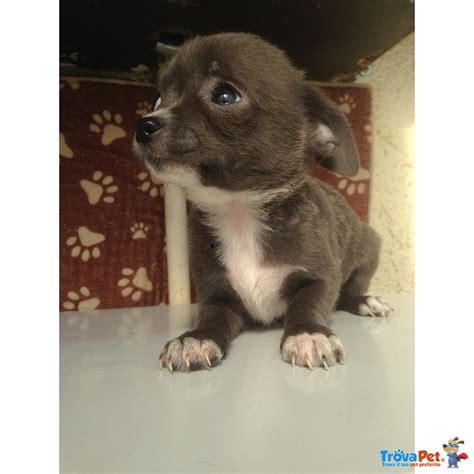 Cucciola Di Chihuahua Lilac Con Pedigree Enci In Vendita A Torino TO