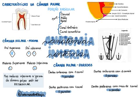 Mapa Endodontia Endodontia