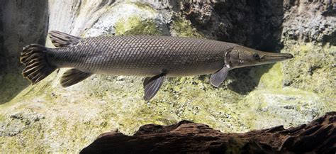 Alligator Gar Record The Largest Alligator Gar Caught In Louisiana