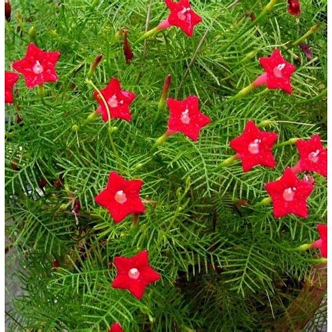 Jual Seed Entrepreneur Bibit Benih Bunga Songgolangit Merah 10 Butir