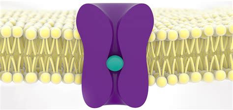 Characterisation Of Nmda Receptor Modulators Using Qpatch