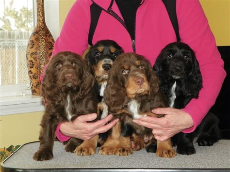 American Cocker Spaniel Colors