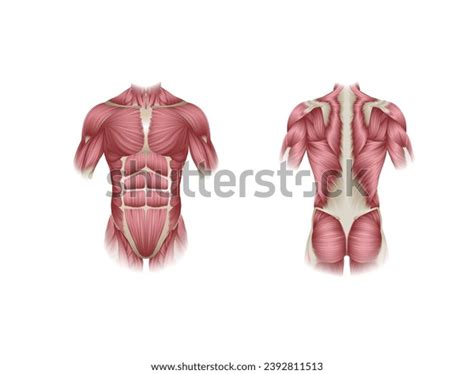 Human Body Muscles Trunk Shown Front Stock Vector Royalty Free