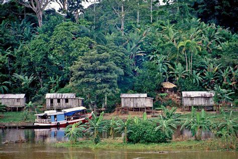 La Amazonía El “pulmón Del Mundo” Necesita “respirar” Alianza
