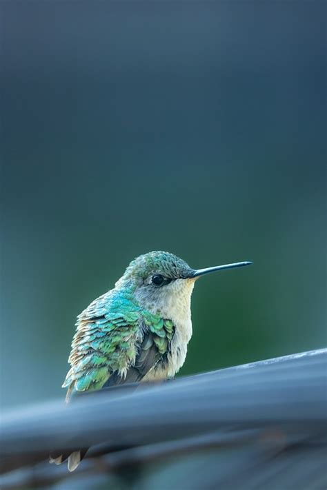 Hummingbird Bird Nature Free Photo On Pixabay