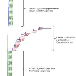 Dendrogram Of Neighbor Joining Clustering Based On Morphological