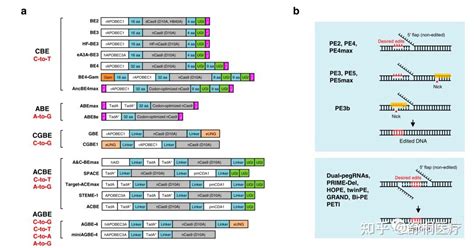 Nature Dna Rna Crispr Cas