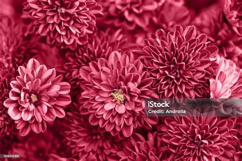 국화 꽃은 아름다운 자연 배경으로 닫힙니다 가을 테마 개념 배경 선택적 초점 2023년 올해의 컬러에서 영감을 받은 자홍색에 대한 스톡 사진 및 기타 이미지 Istock