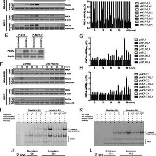 Regulation Of Target Gene Expression And Signaling Pathway In The
