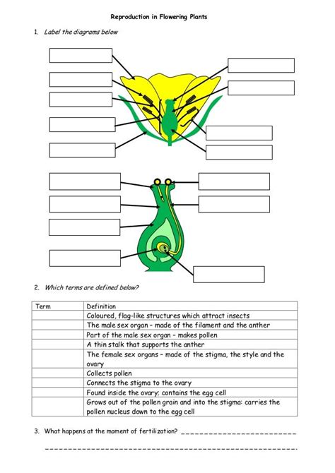 Asexual Reproduction In Plants Ks2 Worksheets