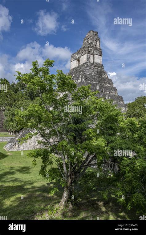 A Vertical Shot Of The Ruins Of An Ancient Mayan City Tikal Guatemala