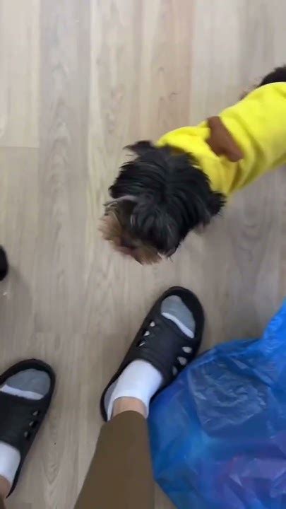 ОДЕЖДА ДЛЯ РОКСИ #shorts 🐶🙈 - YouTube
