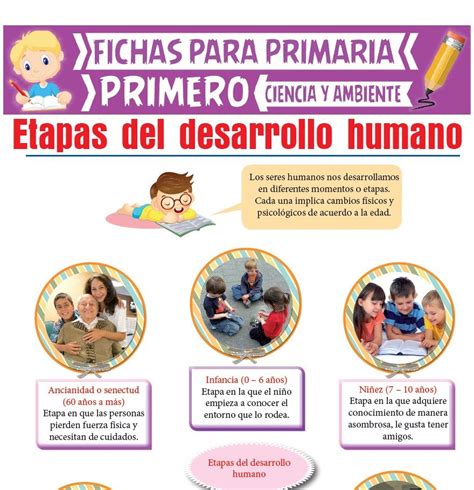 Ficha Online De Etapas Del Desarrollo Humano Etapas Del Desarrollo