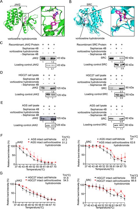 Vortioxetine Hydrobromide Bound With Jak2 And Src A The Interaction