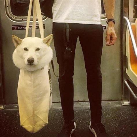 我是狐狸犬來福 療癒你的每一天 Added A New Photo 我是狐狸犬來福 療癒你的每一天