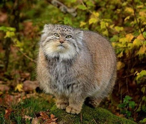 Mega Chonker Of A Cat Looks Adorably Angry 16 Pics Pallass Cat