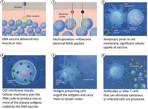 Generation Of Humoral And Cellular Immunity With Ino 3112 Vgx 3100