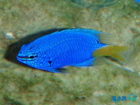 シリキルリスズメダイの飼育方法～性格は強め、混泳には注意 海水魚ラボ