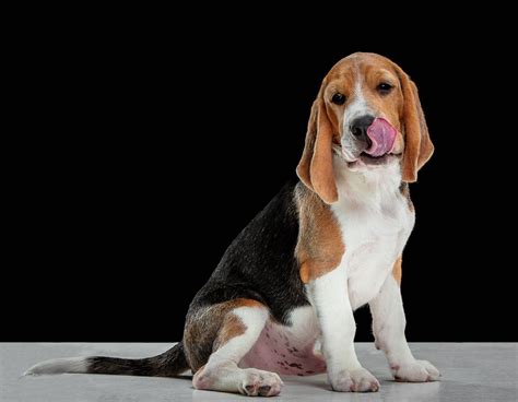 Beagle Inteligentny I Przyjazny Pies Rodzinny Opis Rasy Wychowanie